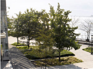 Urban greening factor - Trafford Design Code