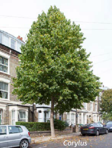 Trees - Trafford Design Code