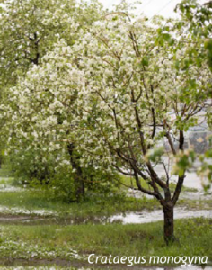 Trees - Trafford Design Code