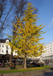 Trees - Trafford Design Code