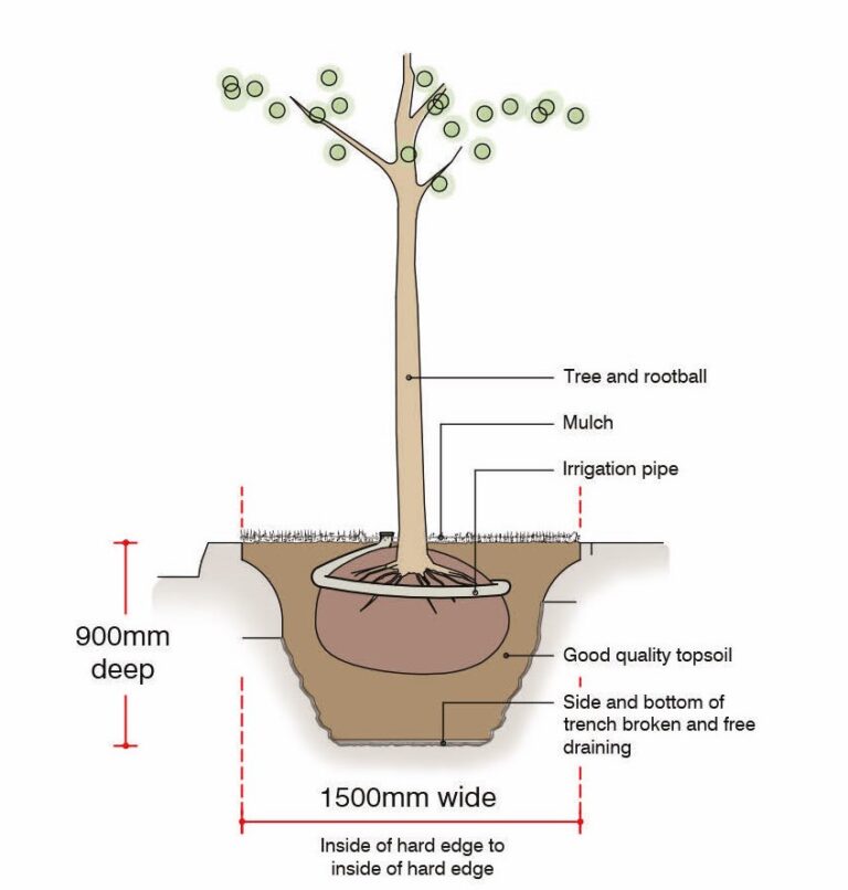 Trees - Trafford Design Code