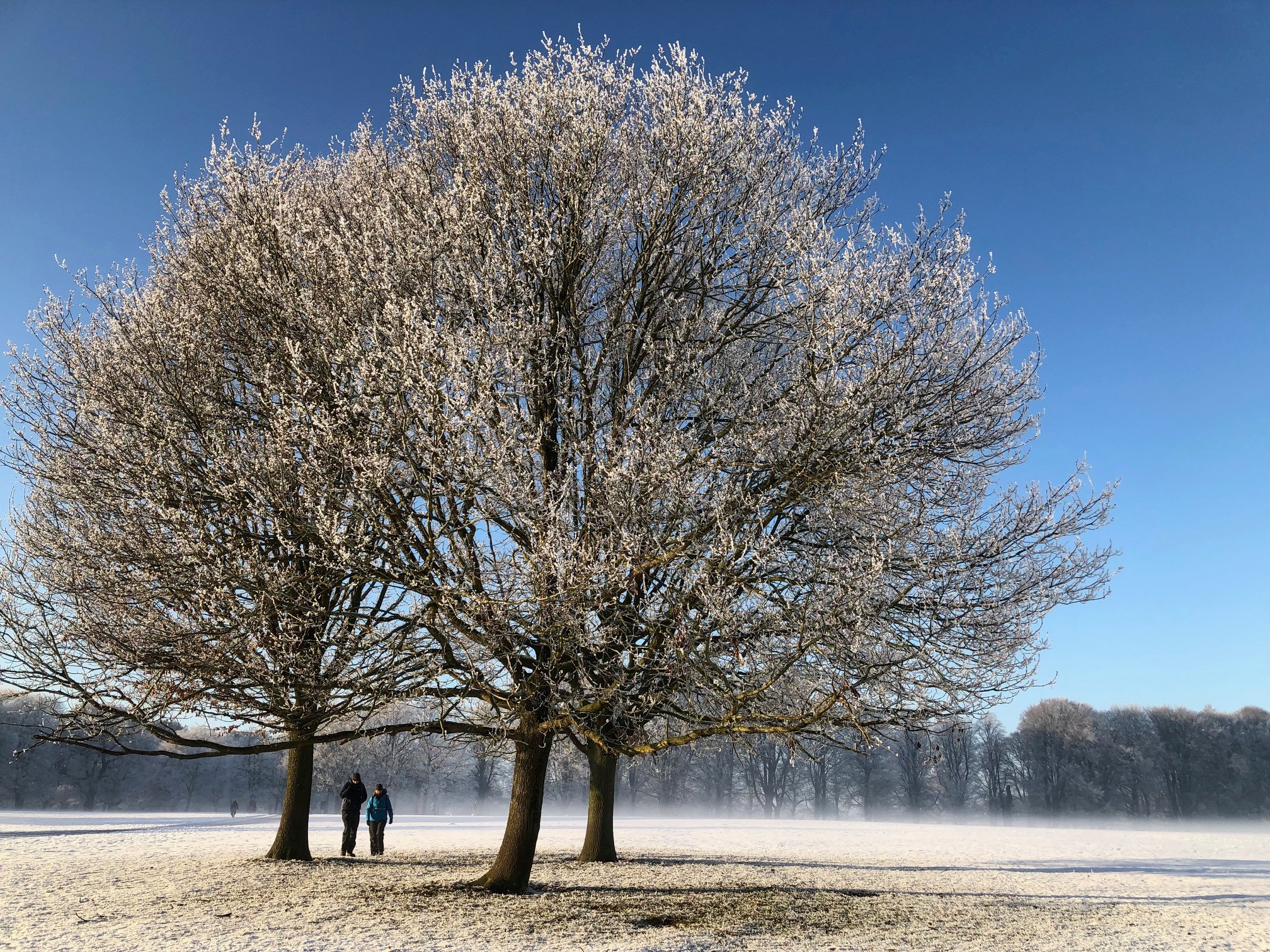 Trees - Trafford Design Code
